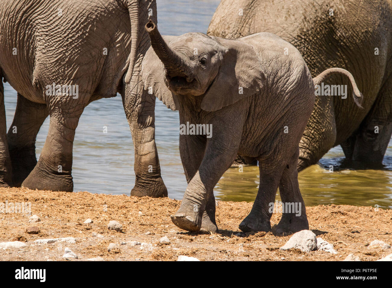 Shirley The Elephant Trumpeting