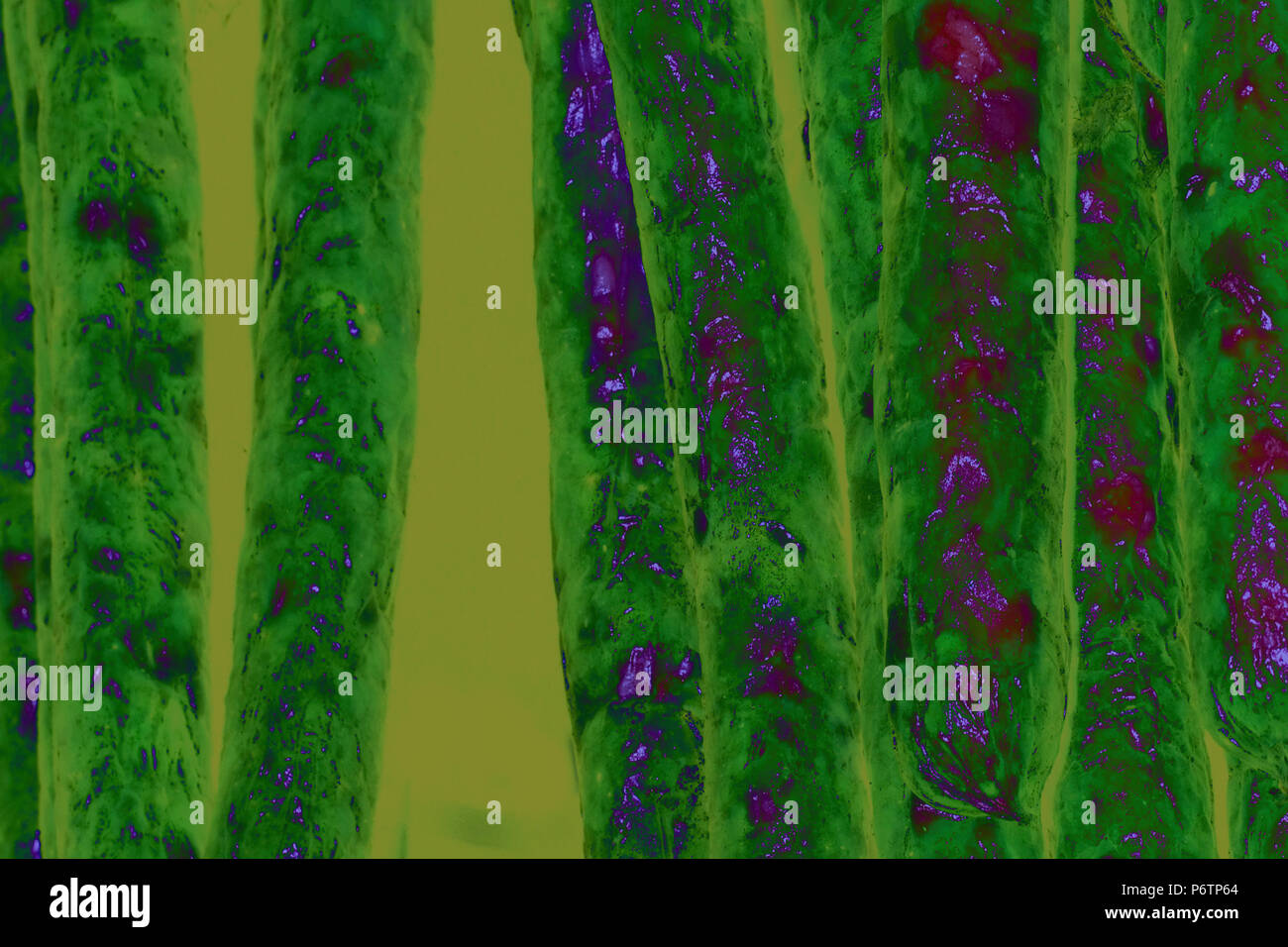 green bacteria, background image closeup photo Stock Photo - Alamy