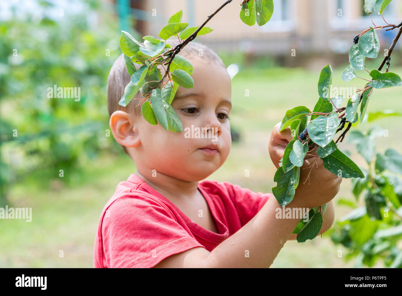 A happy little boy eats berries from a bush Stock Photo - Alamy
