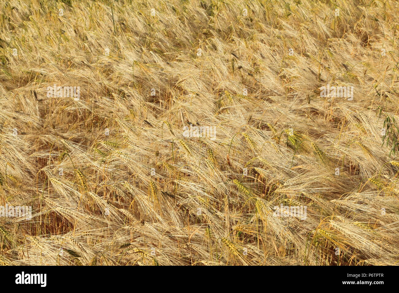 Barley, agricultural, field, crop, detail Stock Photo - Alamy