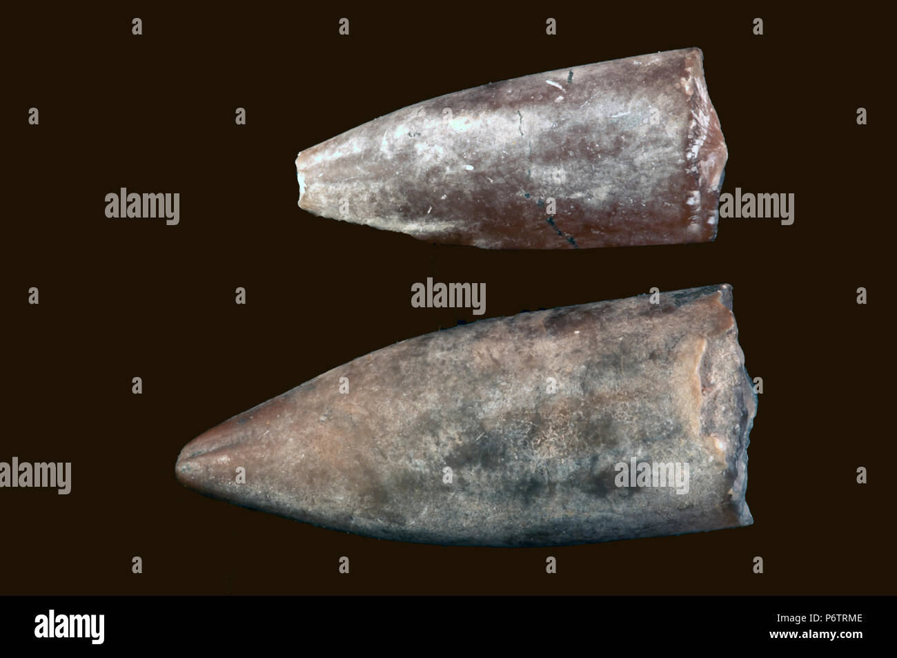 Belemnites and fossils hi-res stock photography and images - Alamy