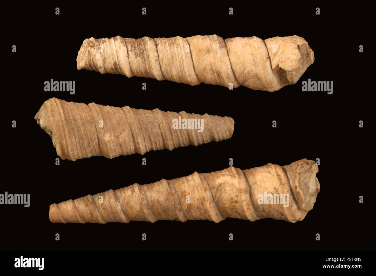 Seashell fossils hi-res stock photography and images - Alamy