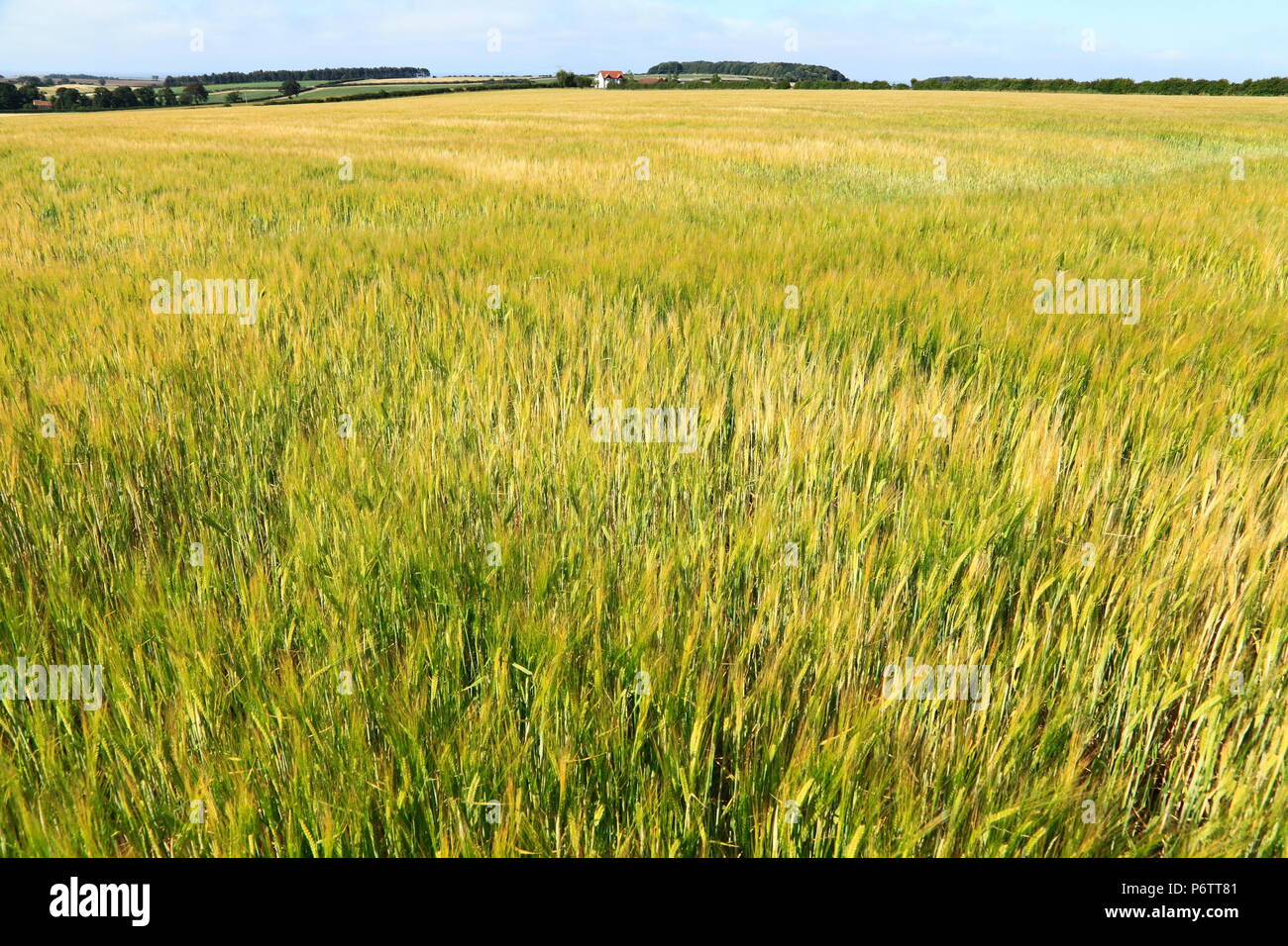 Barley field Norfolk UK Stock Photo - Alamy