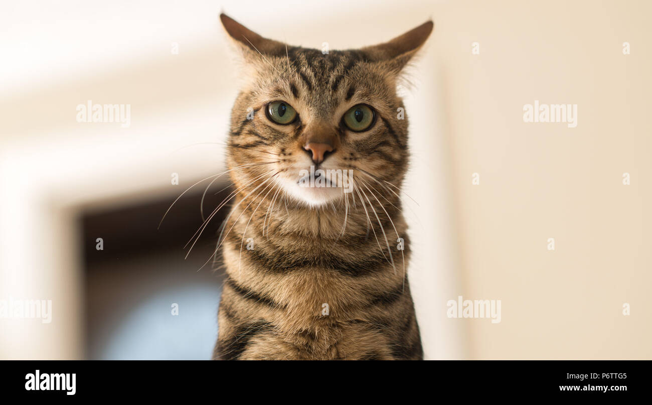 Beautiful feline cat at home. Domestic animal Stock Photo - Alamy