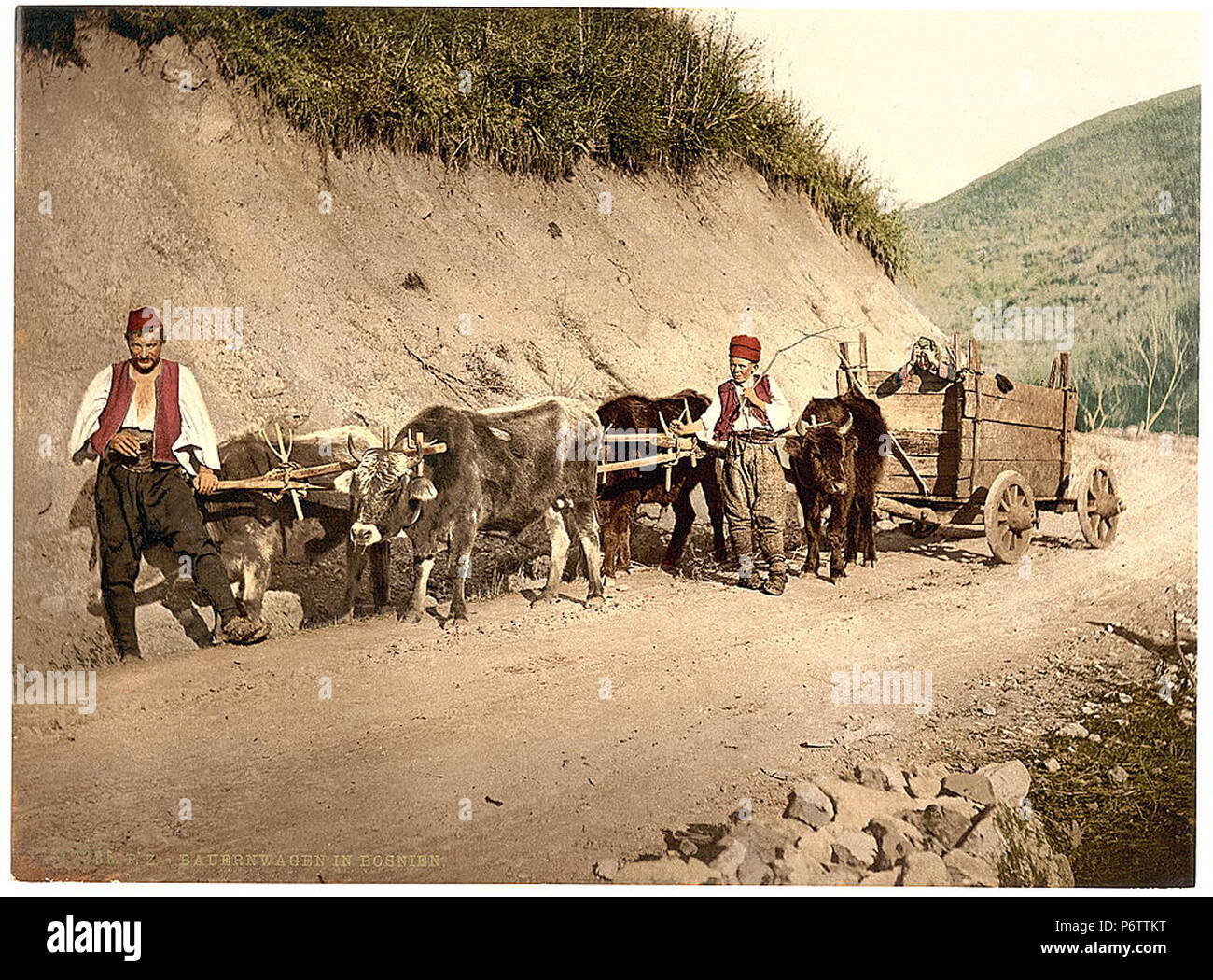 Eastern European peasants driving cattle pulling carts Stock Photo - Alamy