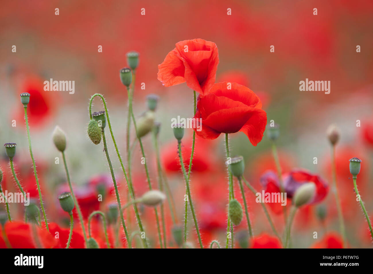Two flowers together hi-res stock photography and images - Alamy