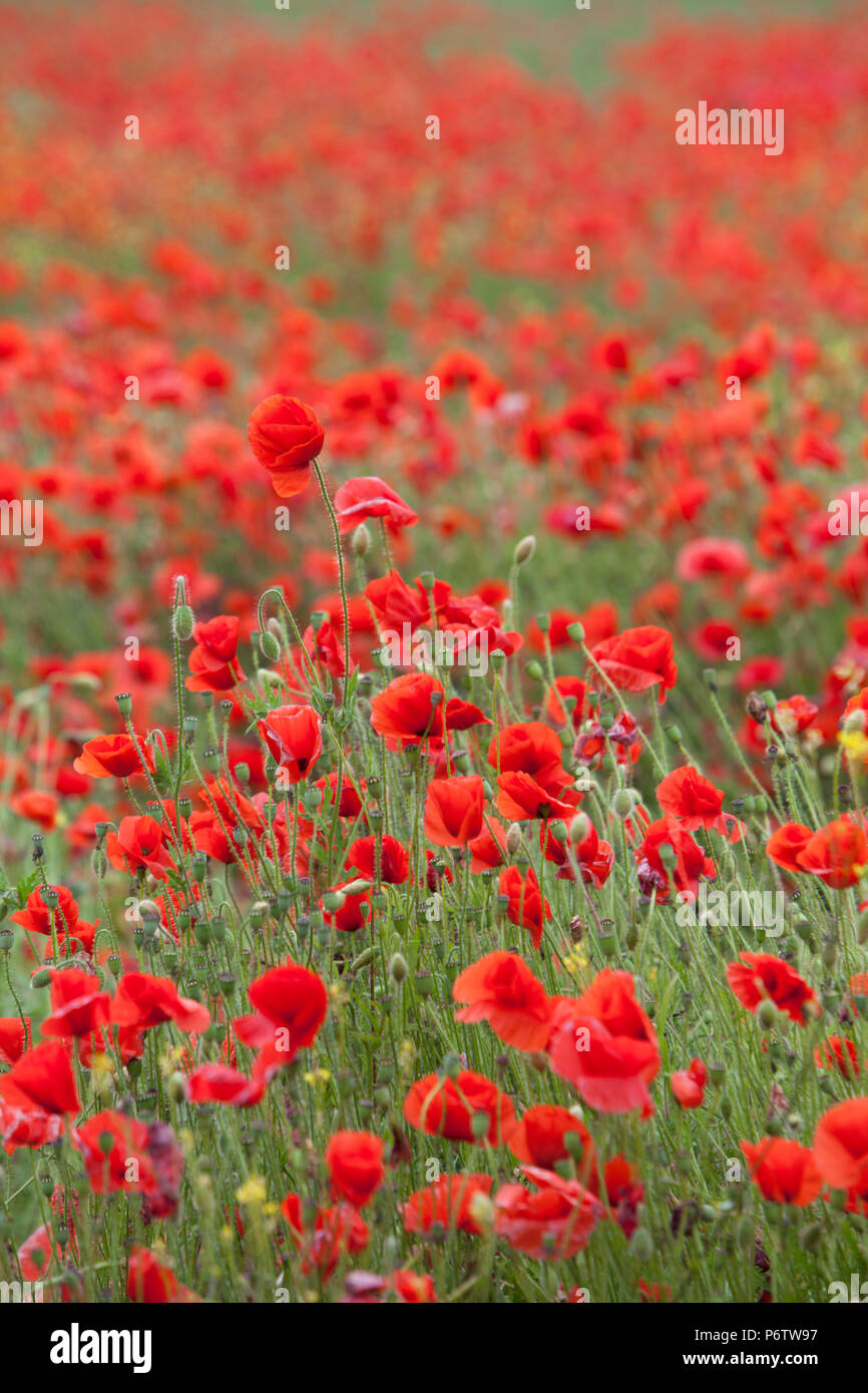 field of poppies Stock Photo - Alamy
