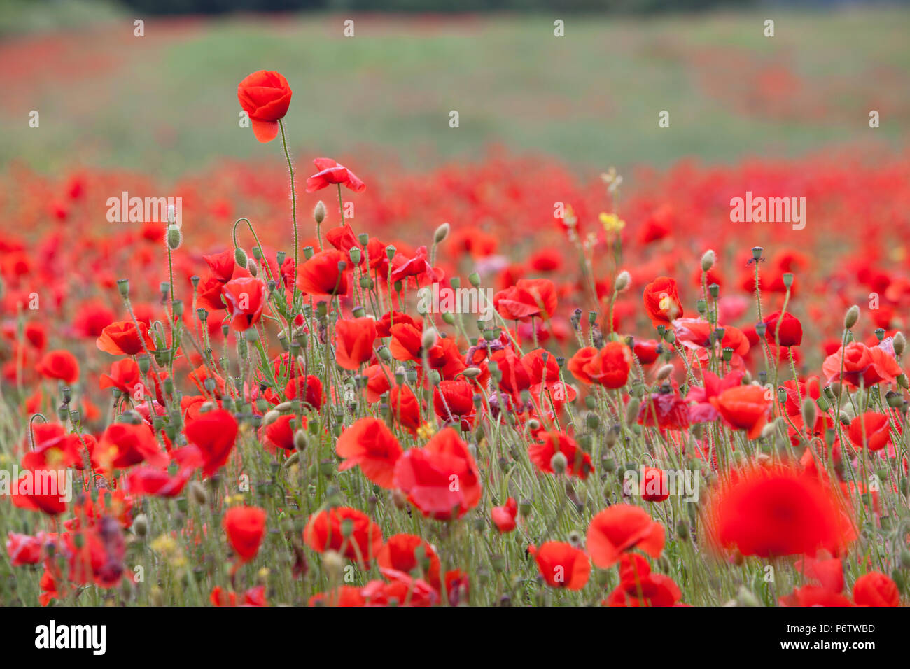one poppy in field of poppies Stock Photo - Alamy