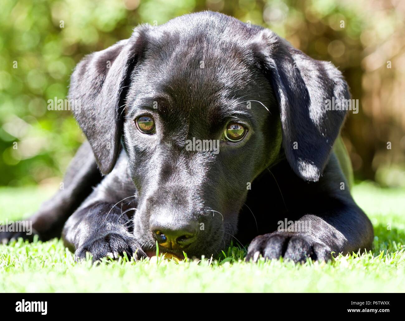 Cute black labrador puppy hi-res stock photography and images - Alamy