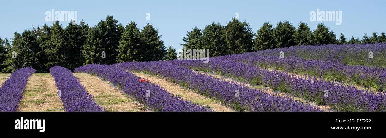 Views of lavender fields on a flower farm in the Cotswolds, in ...