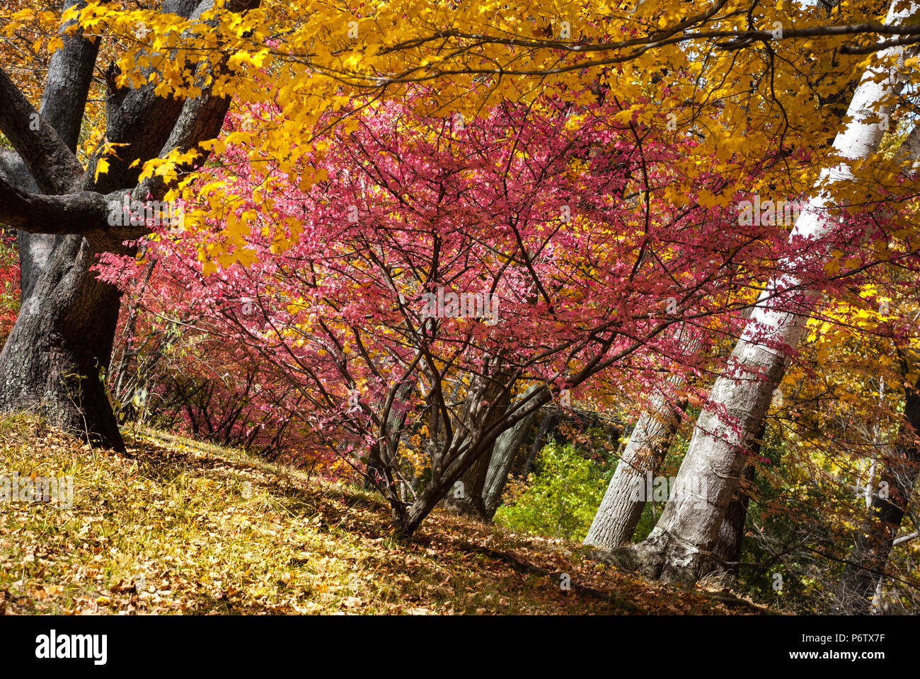Burning limbs hi-res stock photography and images - Alamy