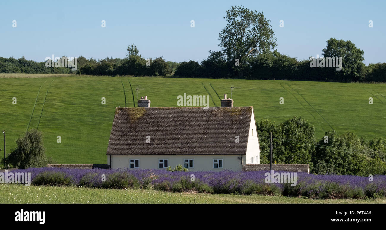 Rural landscape with white house overlooking lavender fields on a ...