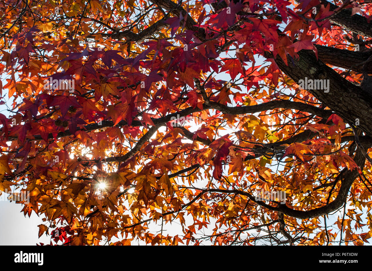 Fall Season, Sun Star through Colorful Autumn Leaves, Indianapolis, IN ...