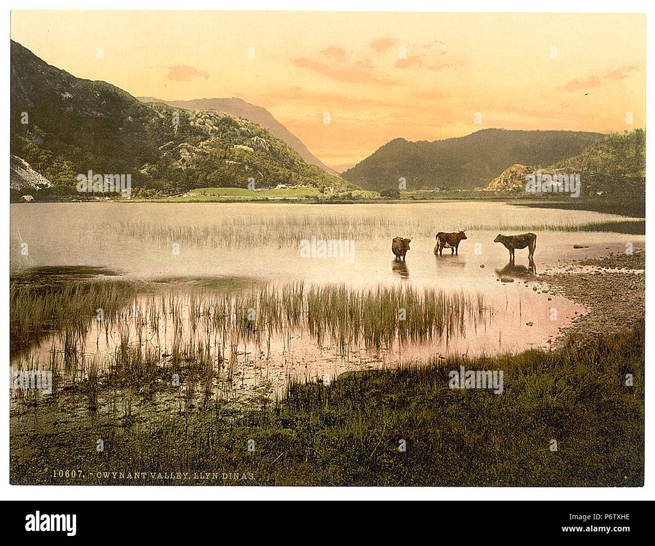 vintage photo of cows in a marsh Stock Photo - Alamy