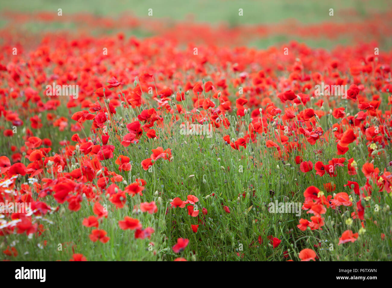 In the background red poppy flowers hi-res stock photography and images ...