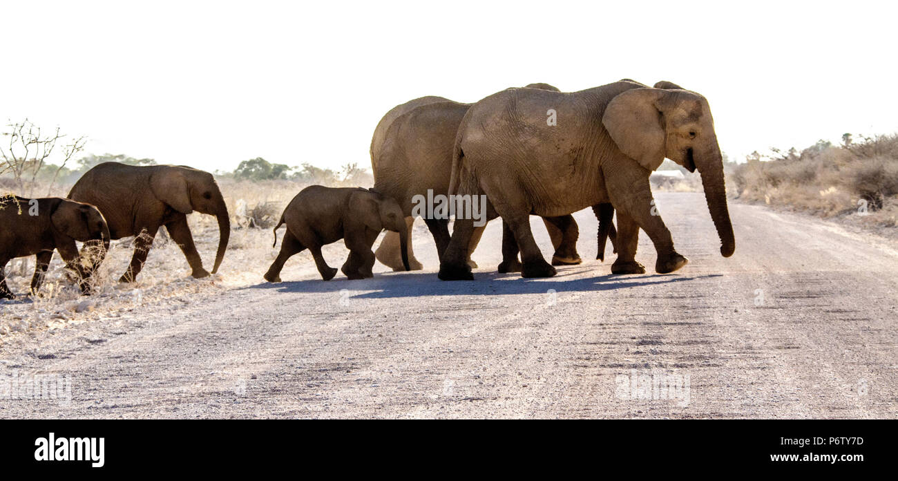 African elephants breeding hi-res stock photography and images - Alamy