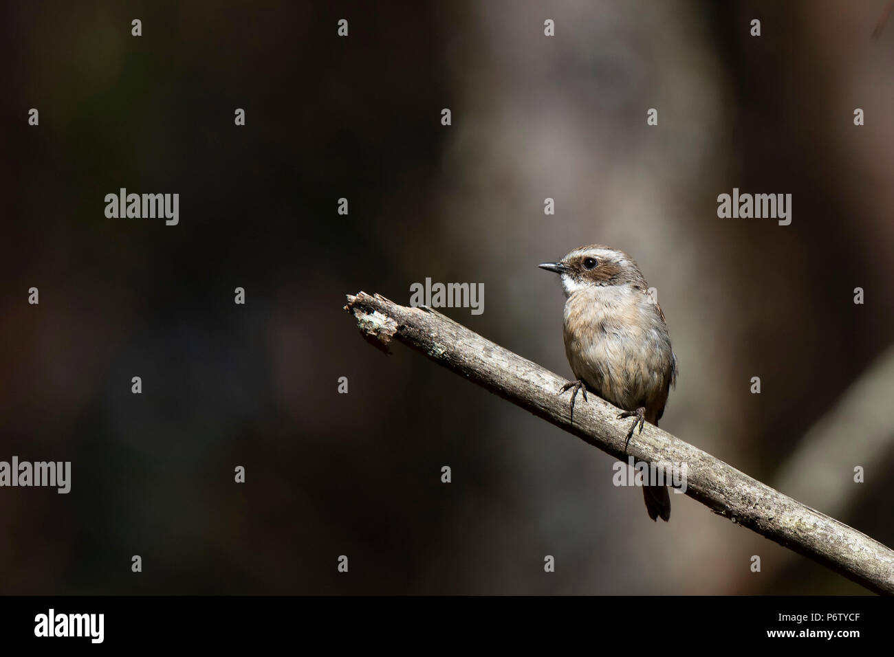 Grey Bush Chat (Saxicola ferreus) race "ferreus Stock Photo - Alamy