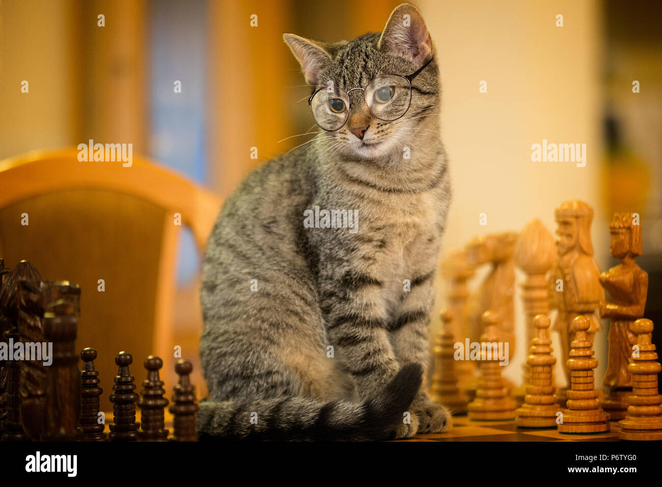 Cat With Glasses High Resolution Stock Photography and Images - Alamy