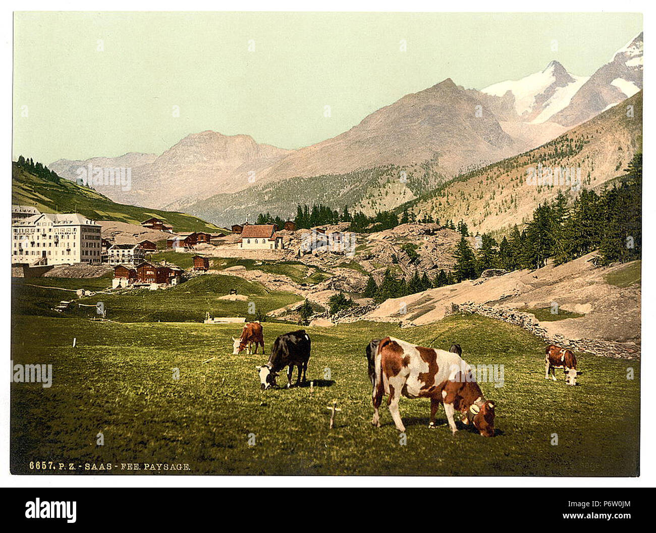 Victorian farm cows hi-res stock photography and images - Alamy