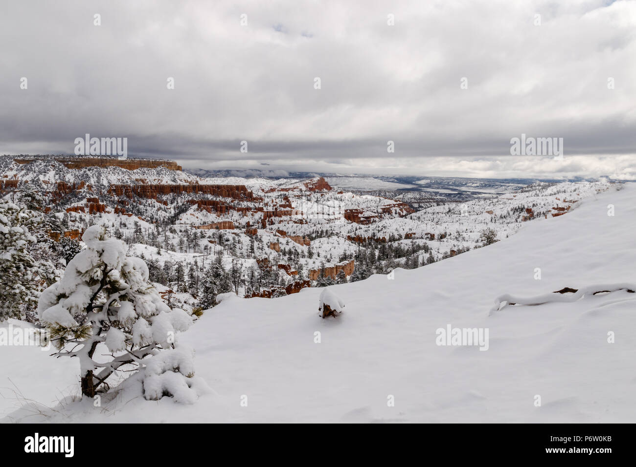 Bryce Canyon with snow during a winter storm; young tree in foreground ...