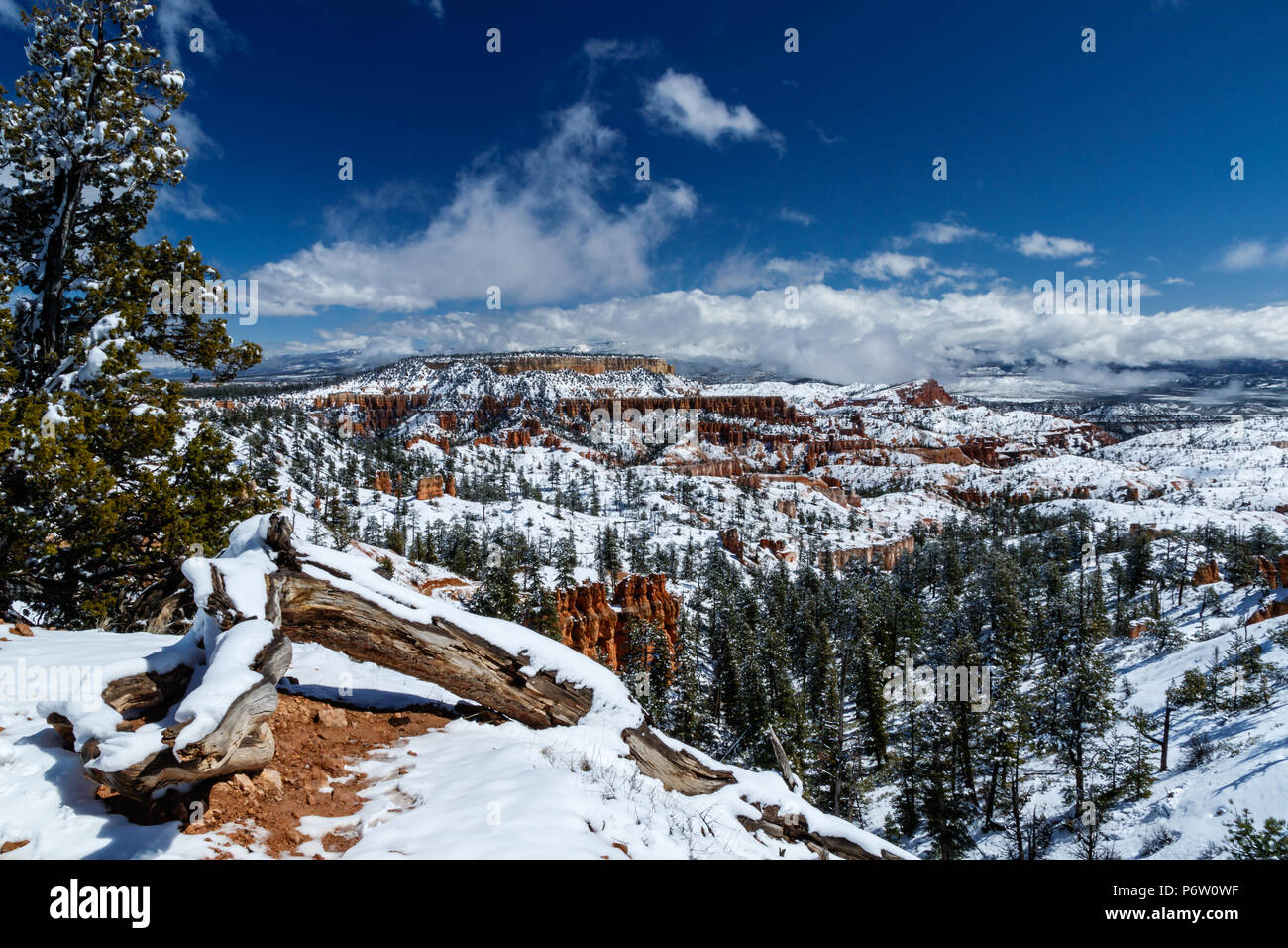 Bryce Canyon with snow after a winter storm; log and tree in foreground ...