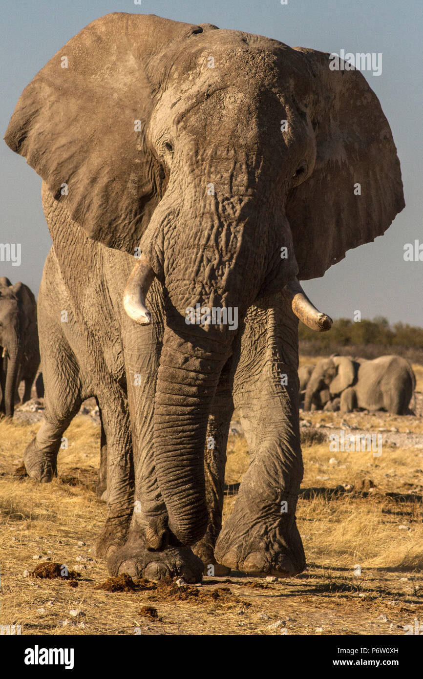 Big bull African Elephant - Loxodonta - approaching portrait shot Stock ...