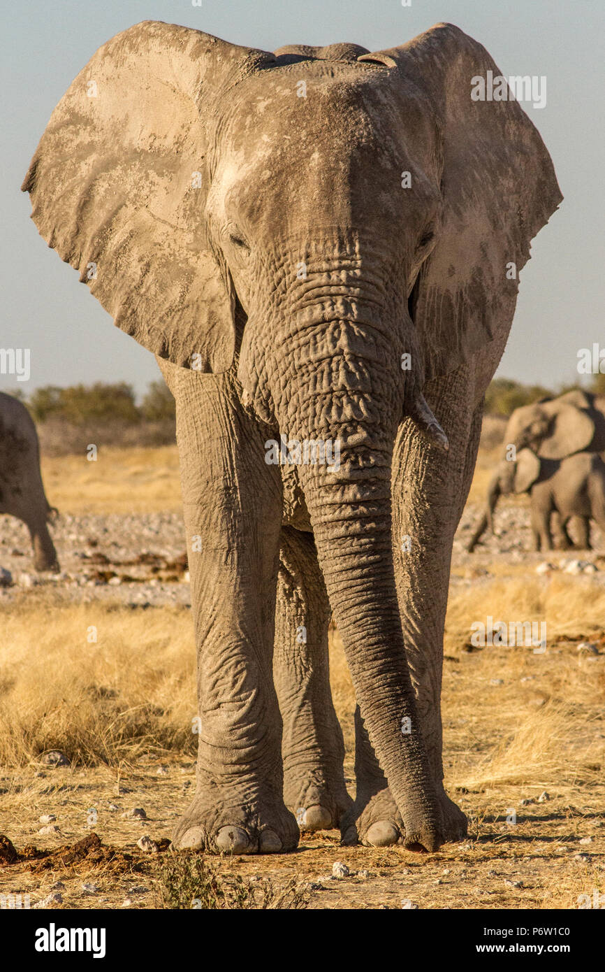 Bull head shot hi-res stock photography and images - Alamy