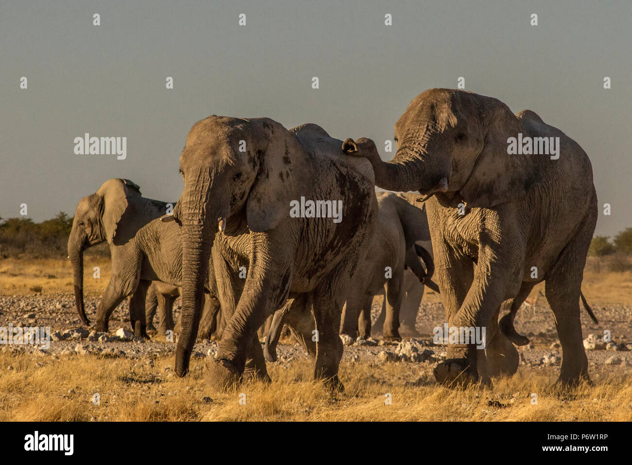 Big bull African Elephant - Loxodonta - with trunk on back of smaller ...