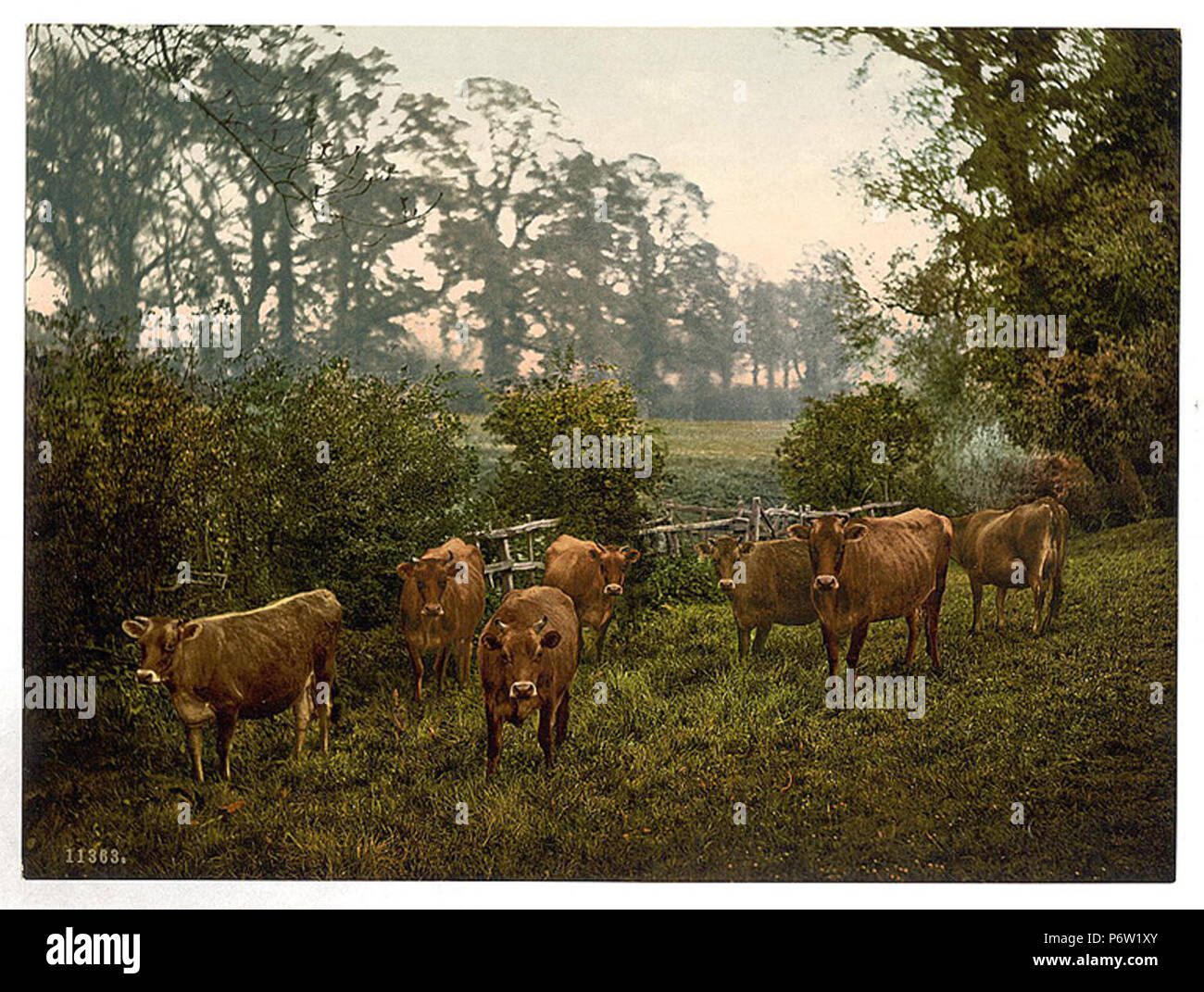 Antique cattle photo england hi-res stock photography and images - Alamy