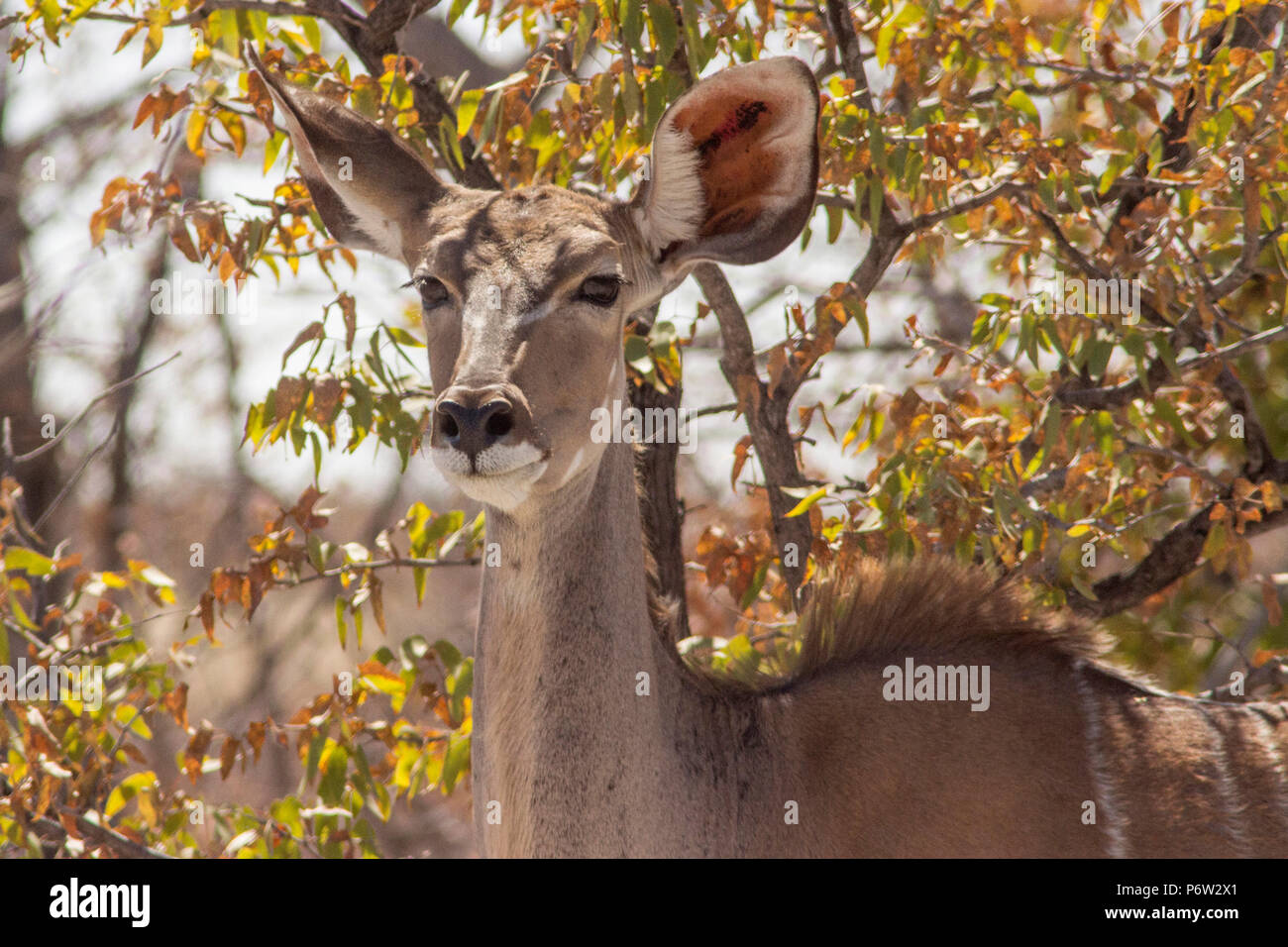 Female Kudu - Tragelaphus strepsiceros - in the Namibian bush. Head ...