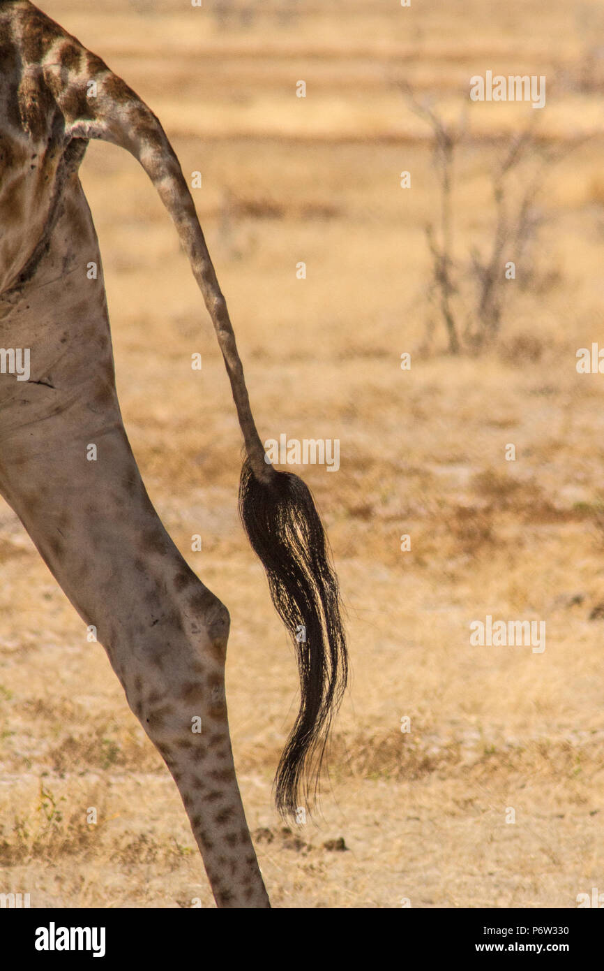 The tail and hindquarters of a Namibian or Angolan Giraffe - Giraffa ...