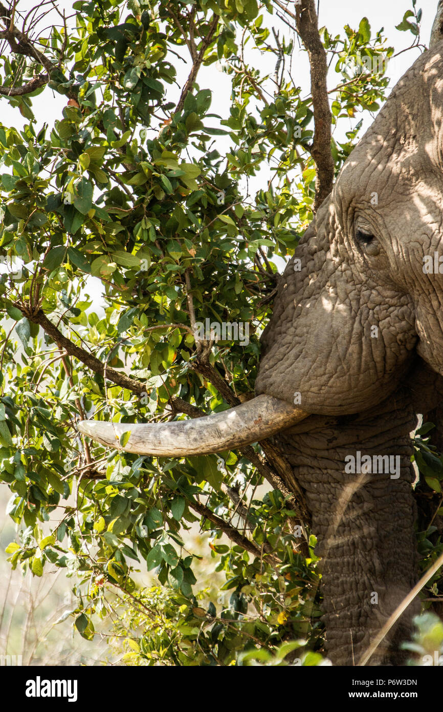 Mopane tree hi-res stock photography and images - Alamy