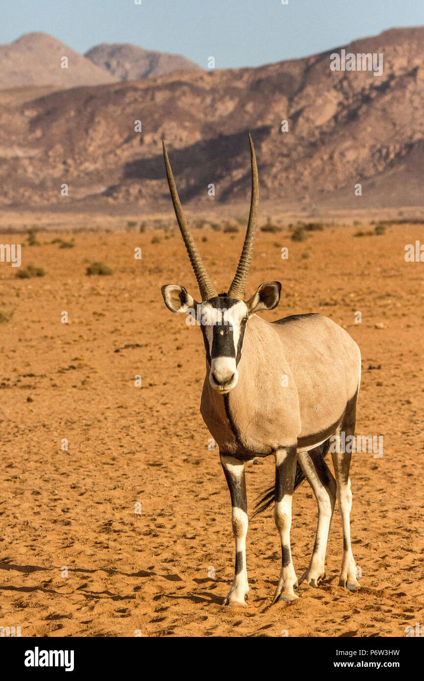 Namibian desert africa gemsbok hi-res stock photography and images - Alamy