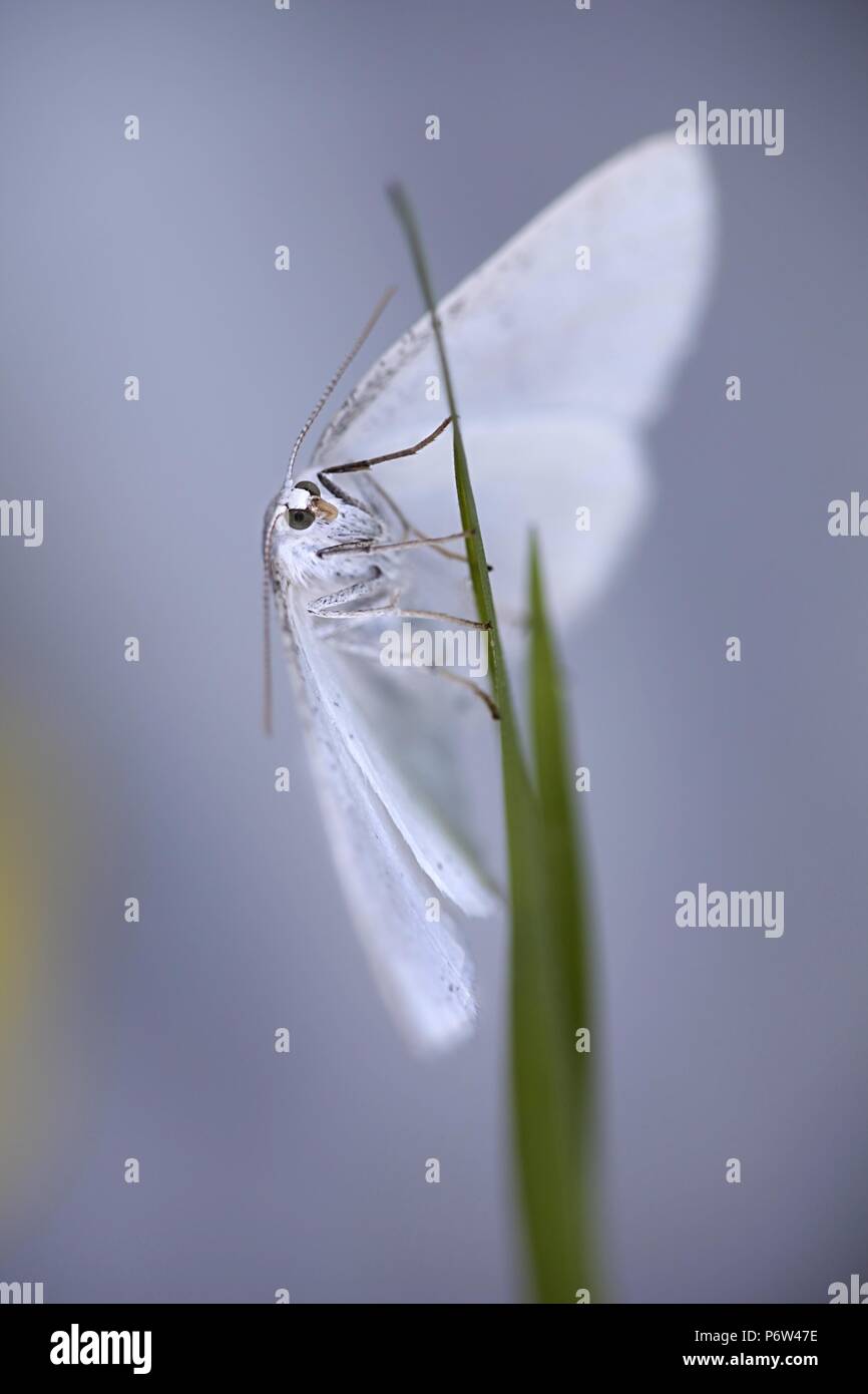 Common white wave moth, Cabera pusaria Stock Photo - Alamy