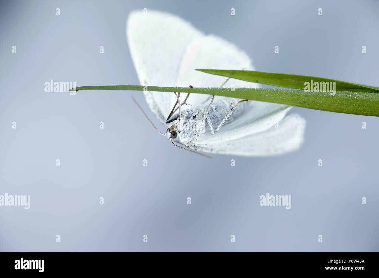 White moths hi-res stock photography and images - Alamy