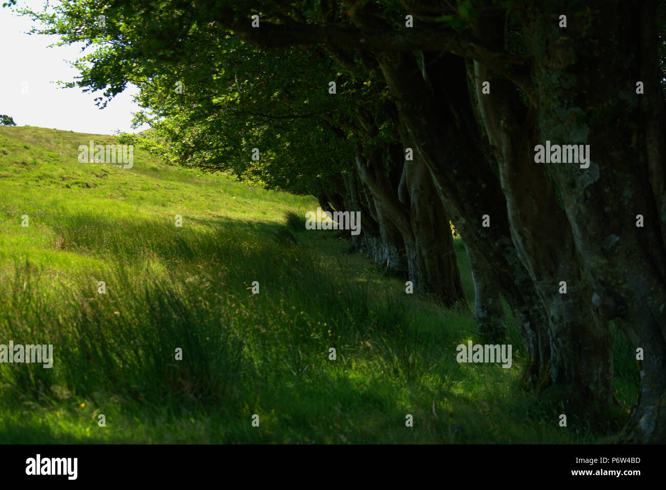 Beech trees on Carrick Hills Stock Photo - Alamy