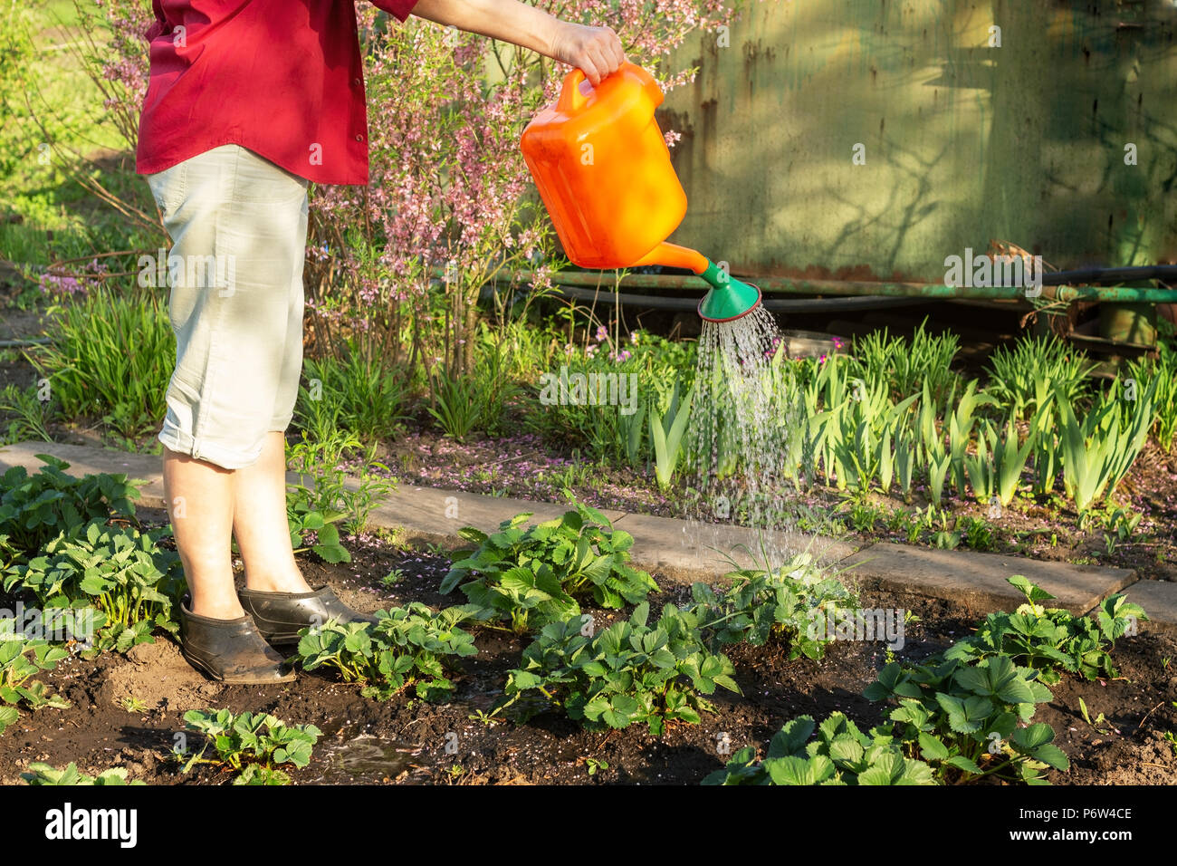 Single Caucasian woman watering garden Stock Photo - Alamy