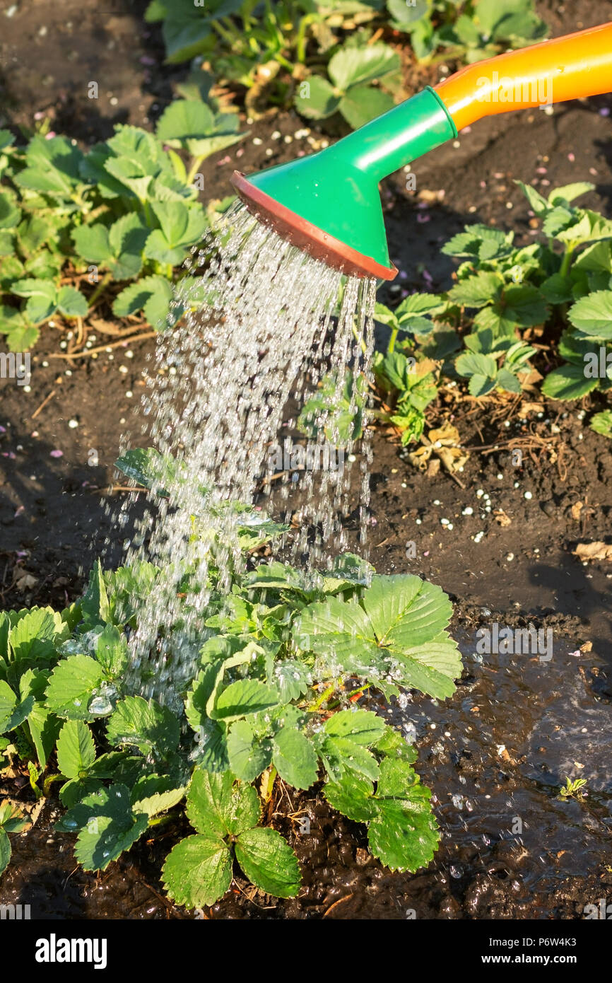 Watering process hi-res stock photography and images - Alamy