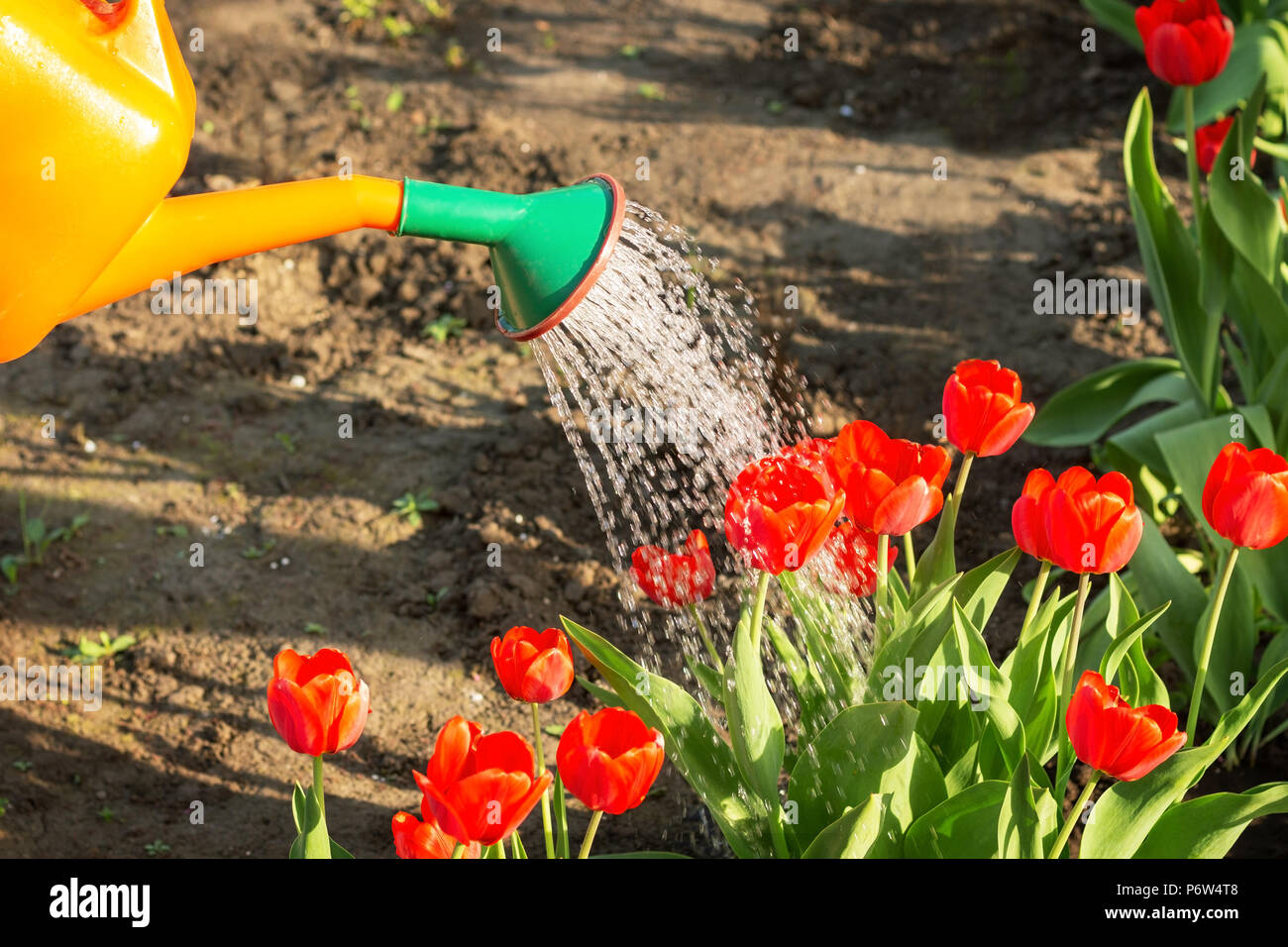 Watering can with tulips close up view of the watering process Stock ...