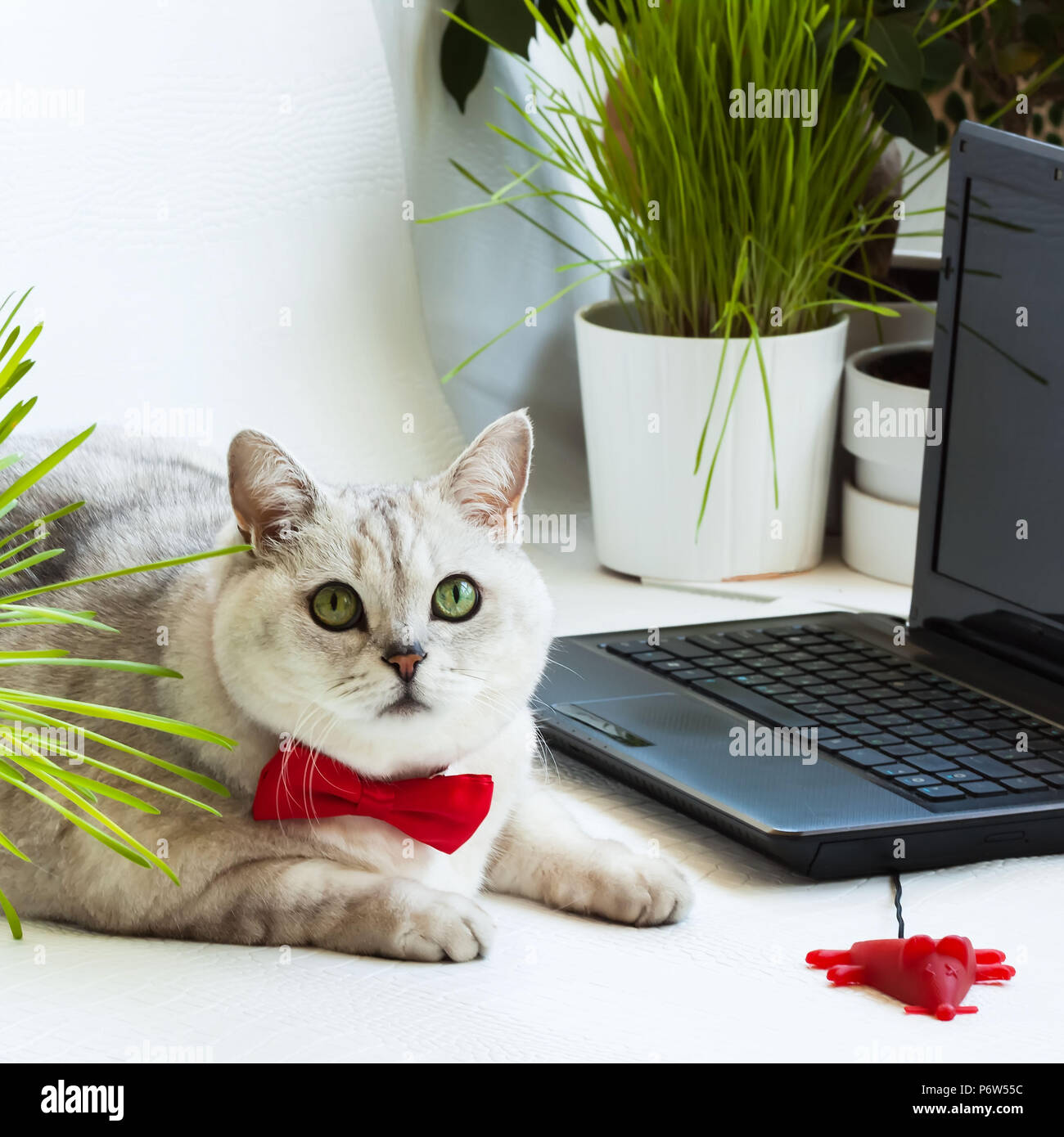 Intelligent cute cat near with the laptop. Animal in the red bow tie in ...