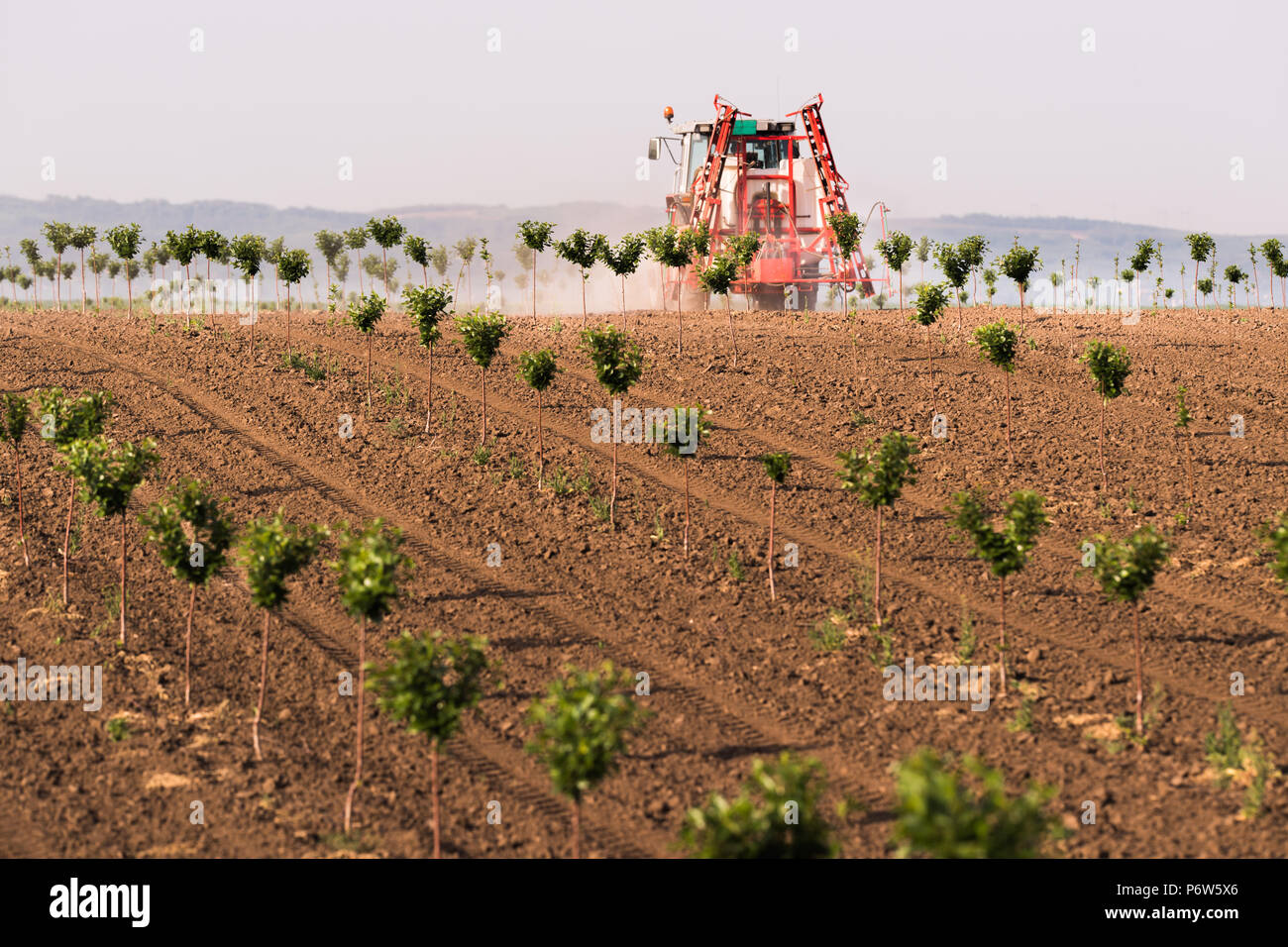 Cherry tree spraying hi-res stock photography and images - Alamy