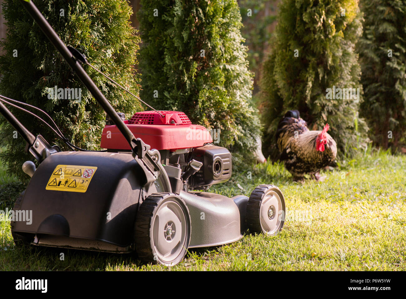 Red Lawn mower cutting grass Stock Photo - Alamy