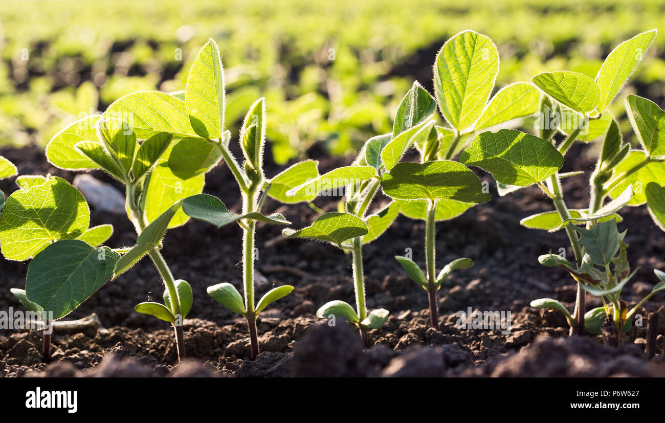 Small soybean plants growing in row Stock Photo - Alamy