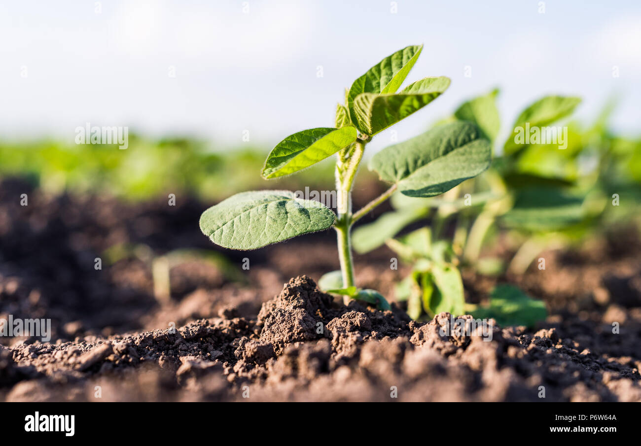 Small soybean plants growing in row Stock Photo - Alamy