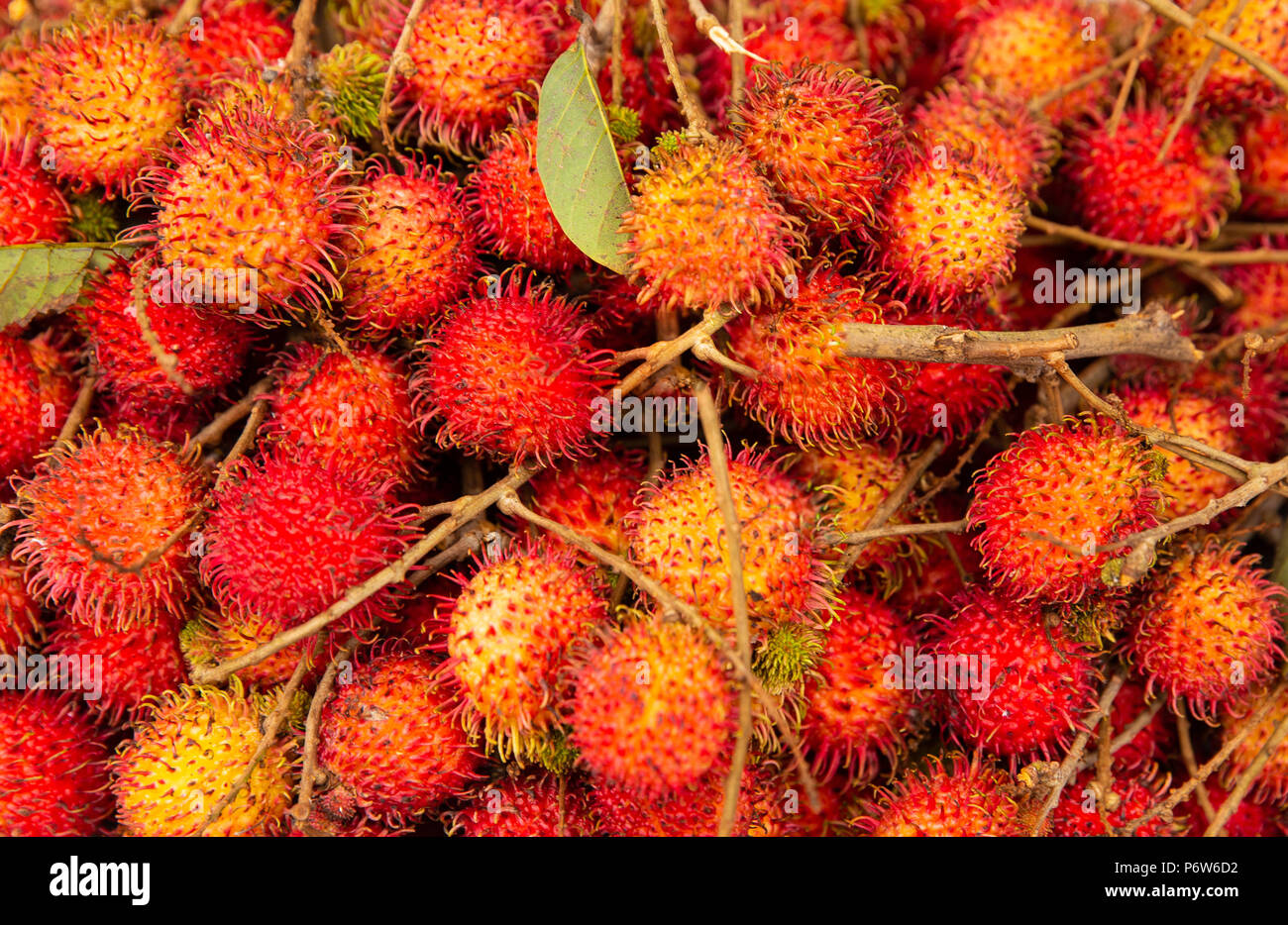 Rambutans rambutan fruit hi-res stock photography and images - Alamy Rambutans rambutan fruit hi-res stock photography and images - Alamy
