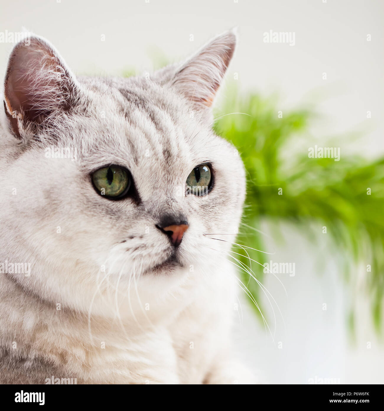 Close-up beautiful , light shade cat with green eyes on white ...