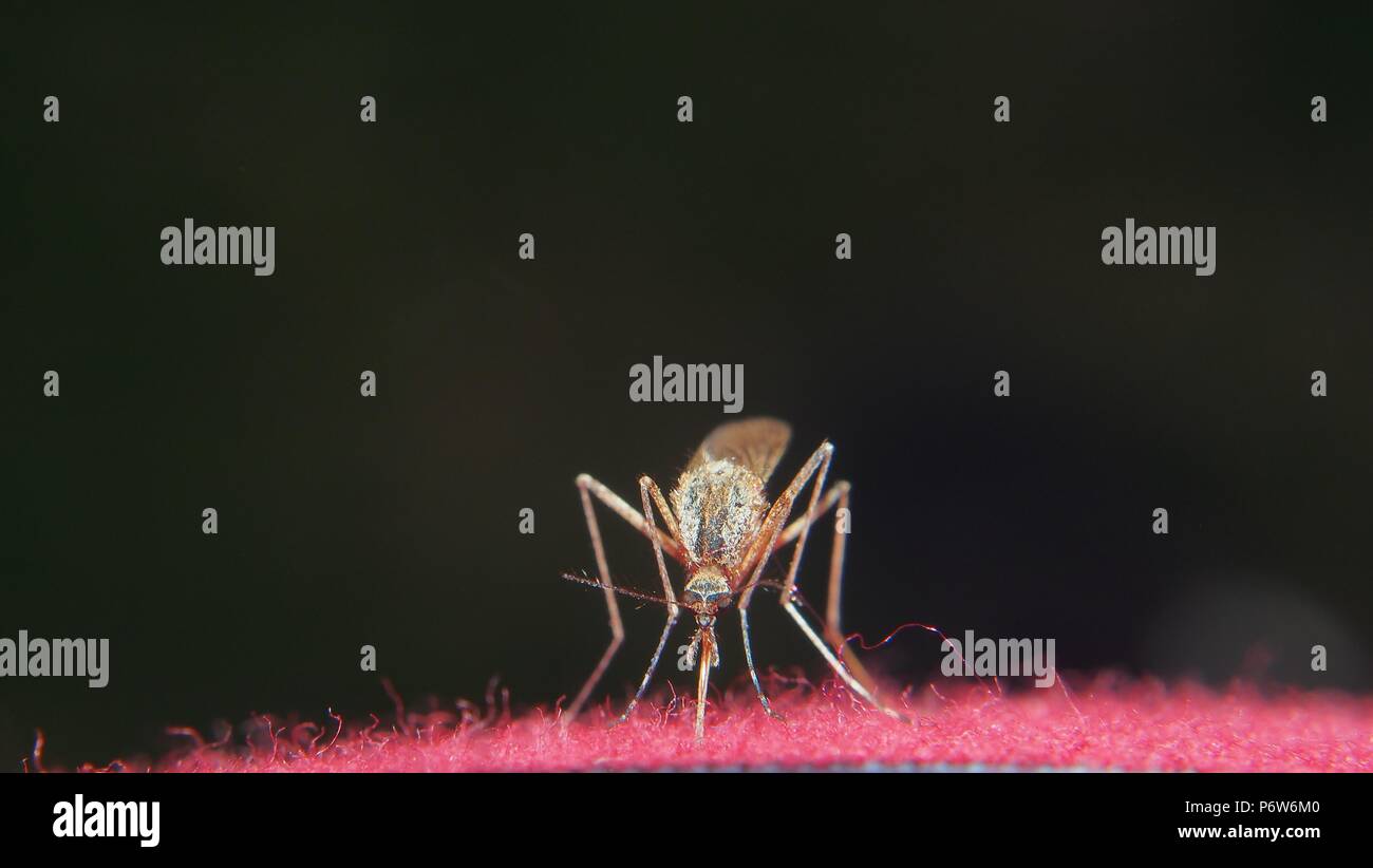 A mosquito sucks blood from a person. Bloodsucking insect. Midges ...