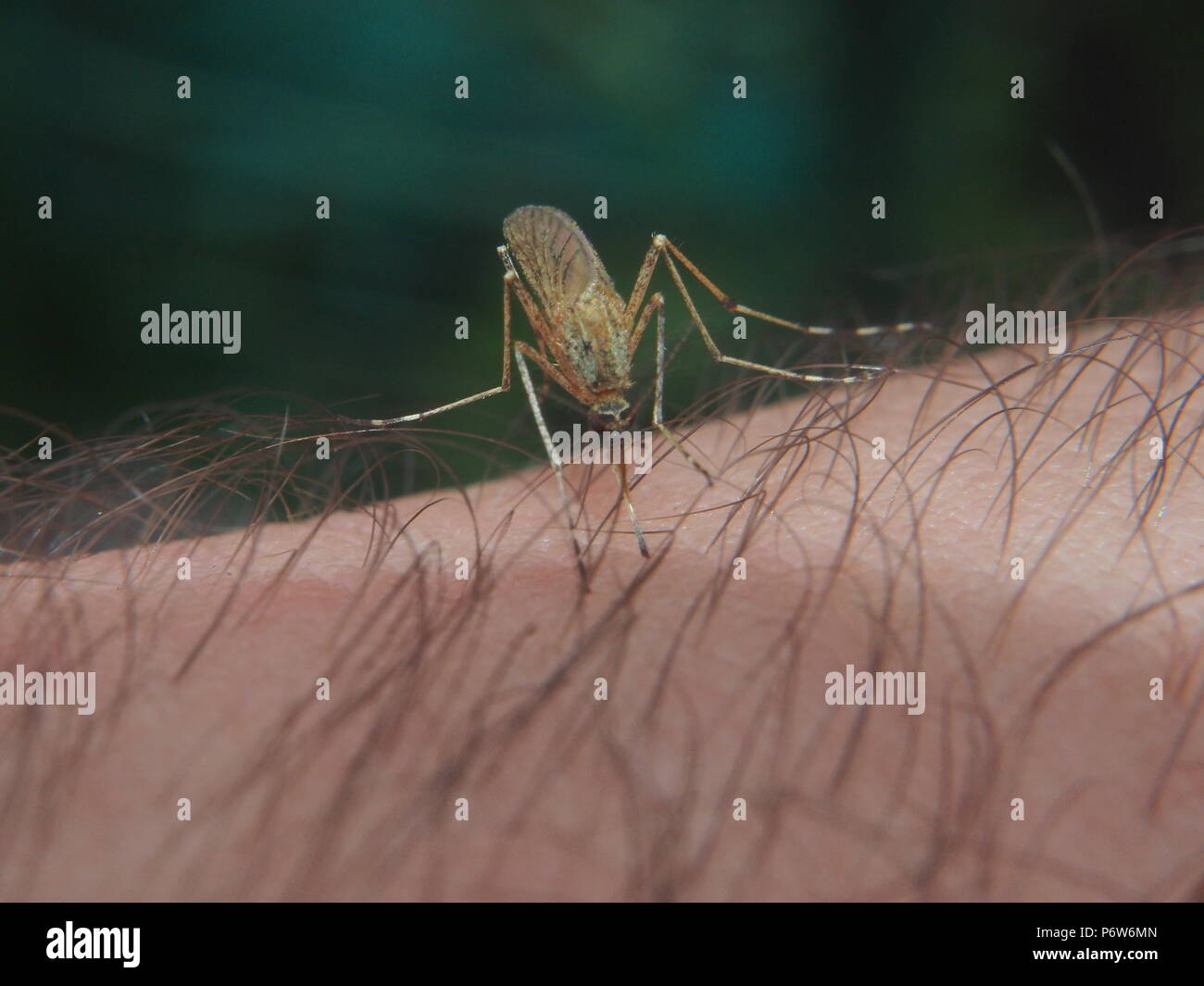 Blood hunger hi-res stock photography and images - Alamy