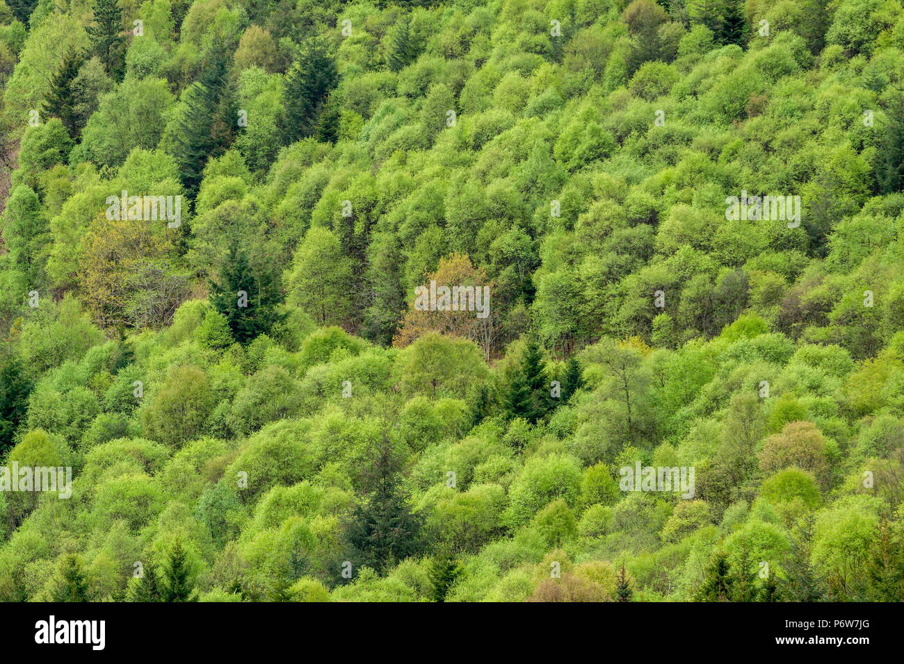A few conifer trees stand out amongst a forest of deciduous trees in ...
