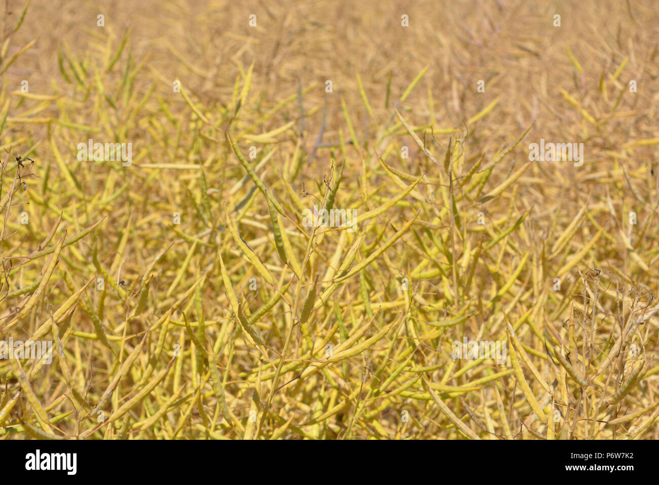 Rapeseed (Brassica napus), also known as rape, oilseed rape. Seed pods ...